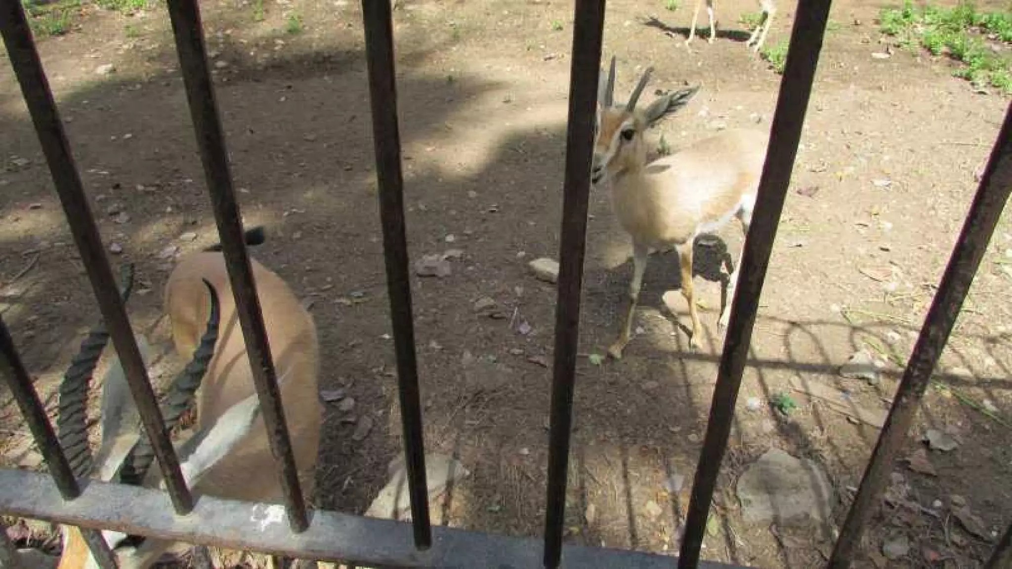 The Egyptian Deer | PPT