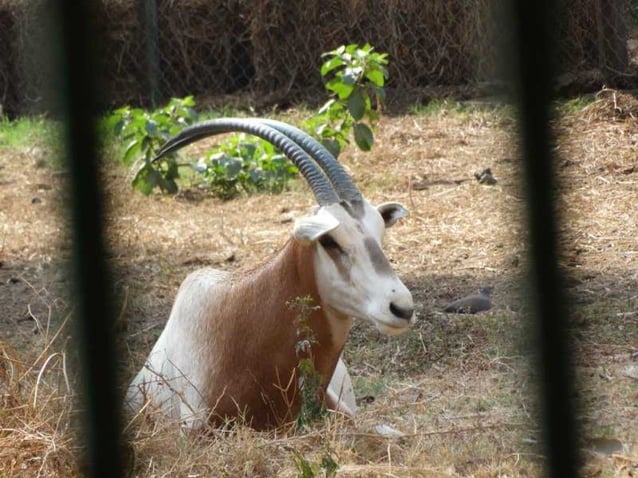 The Egyptian Deer | PPT