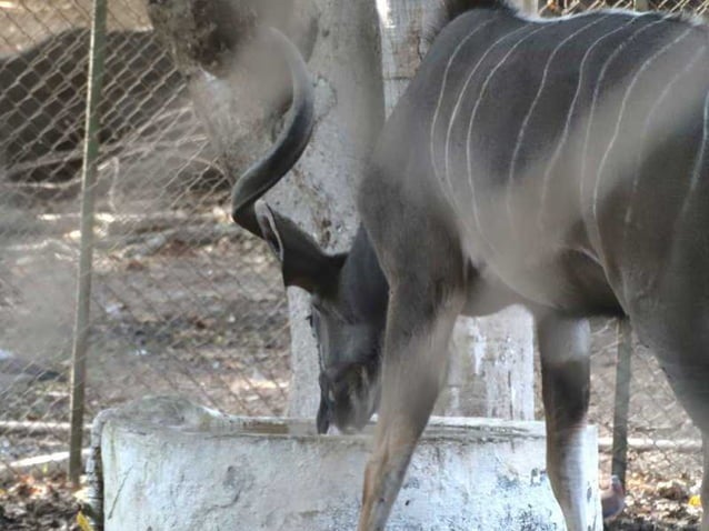 The Egyptian Deer | PPT
