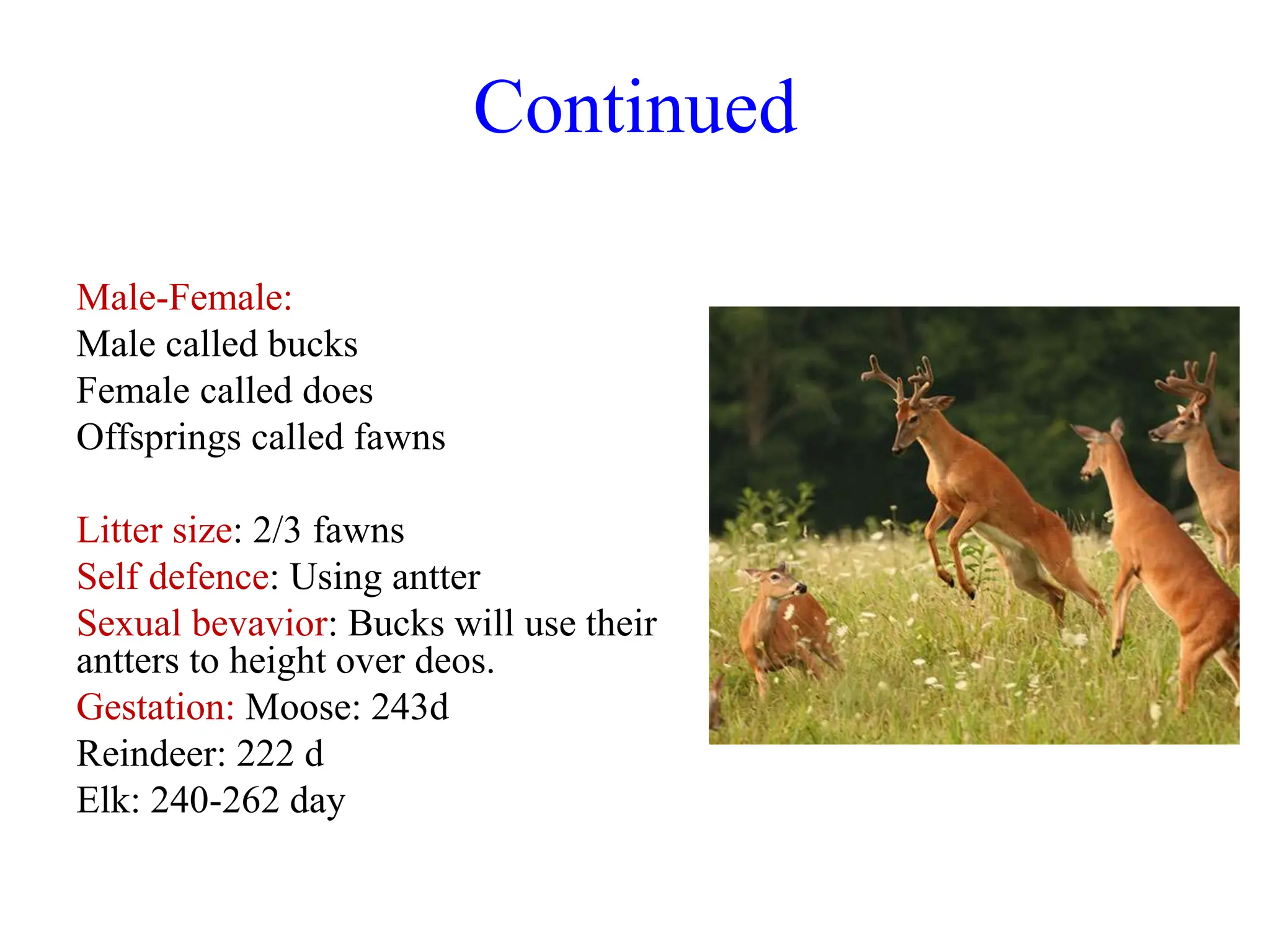 Deer pptx deer-pptx