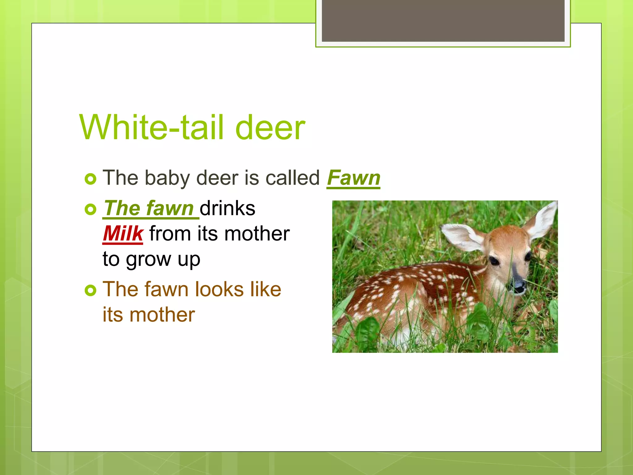 Deer life cycle | PPTX