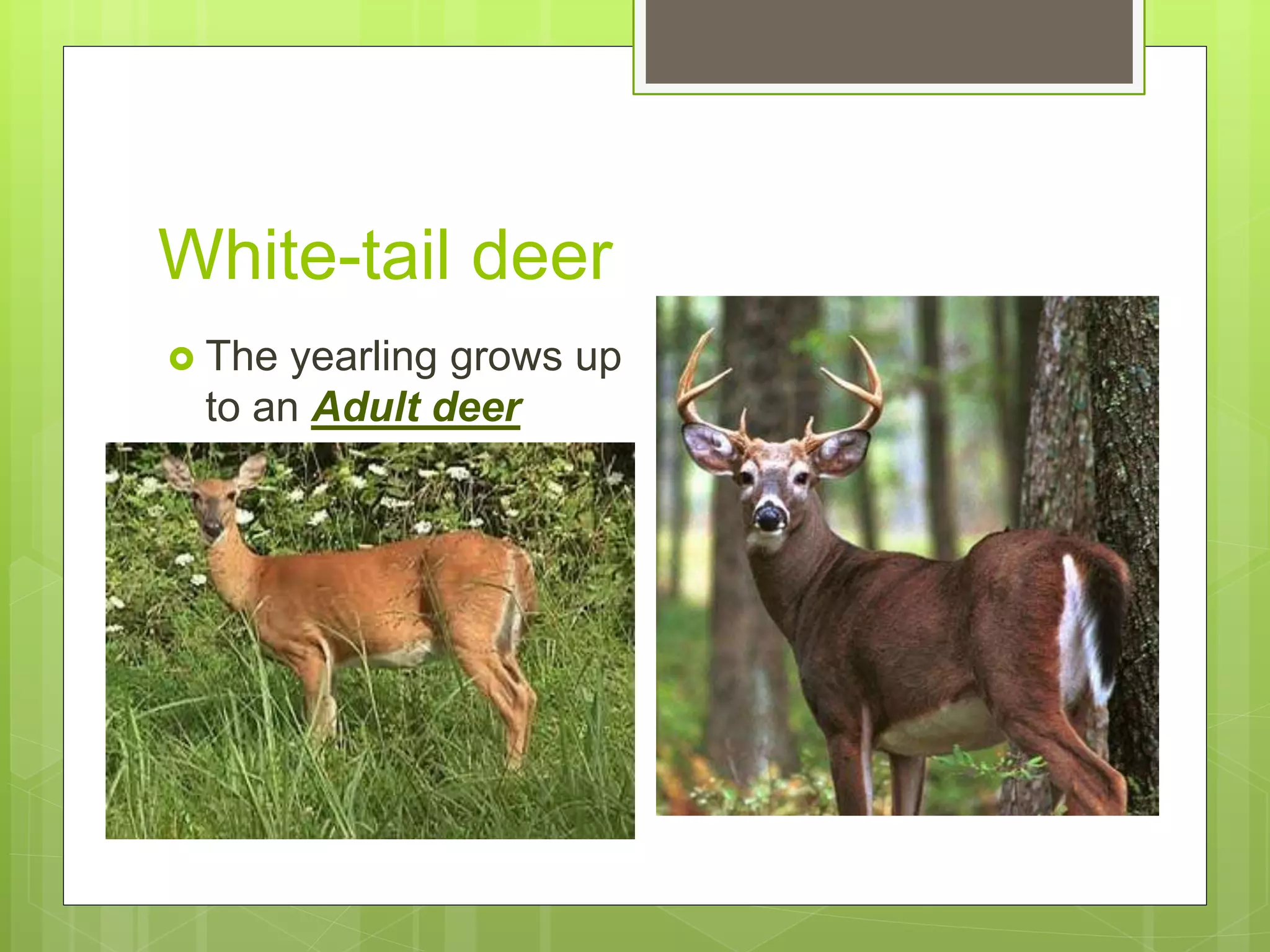 Deer life cycle | PPTX