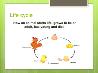 Deer life cycle | PPTX