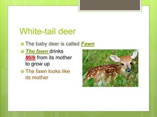 Deer life cycle | PPTX