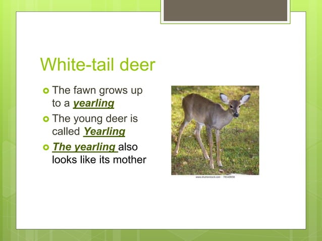 Deer life cycle | PPTX | Biological Sciences | Science