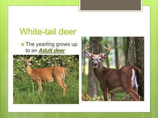Deer life cycle | PPTX