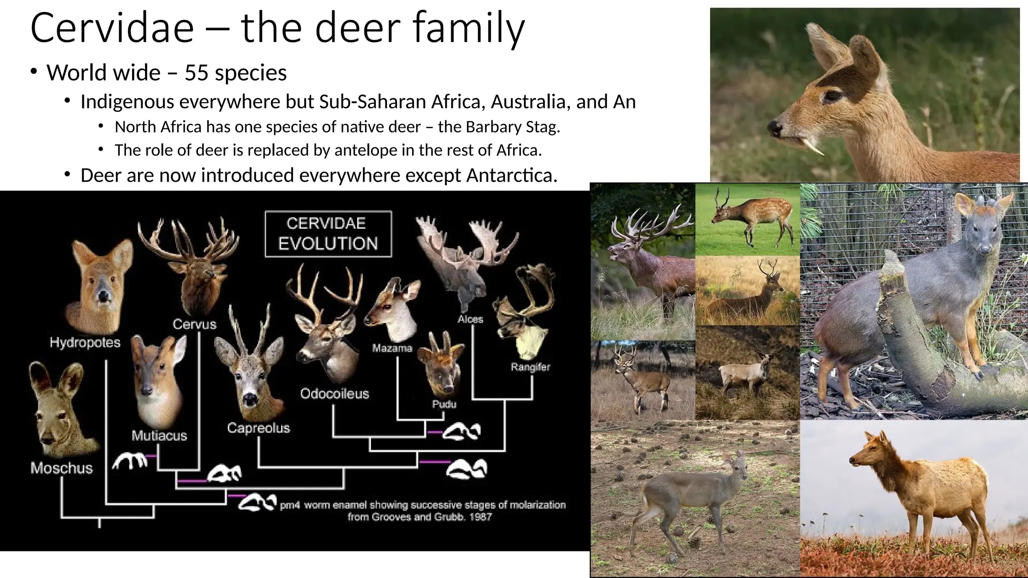The Basics of Deer Management in North America.pptx