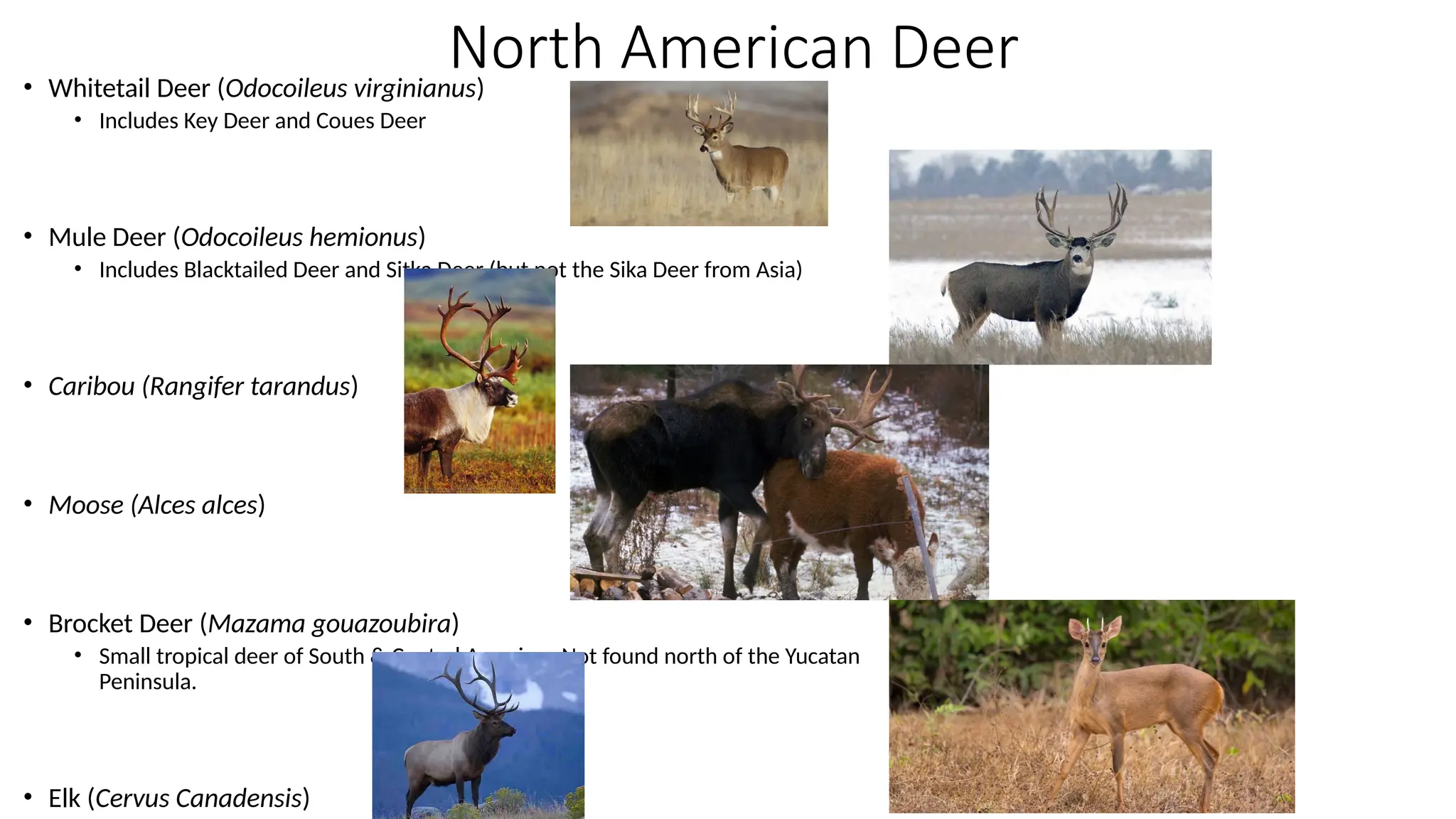 The Basics of Deer Management in North America.pptx