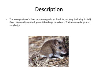 Deer Mice | PPTX | Birds | Pets
