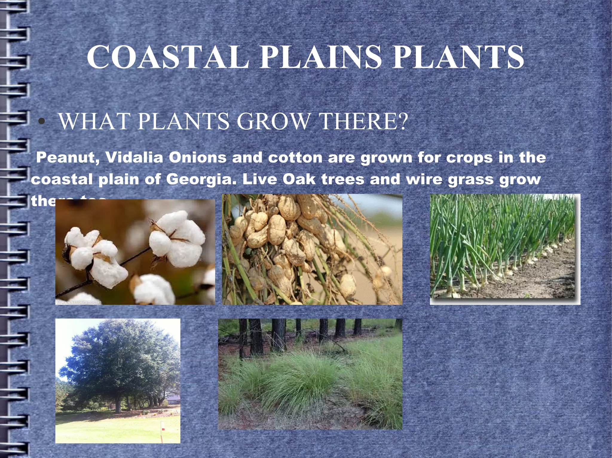 Georgia Coastal Plains- Deeya Mepani | ODP