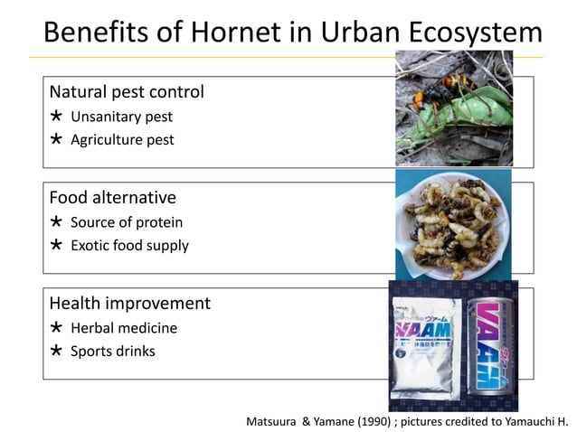 Mechanism of human-hornet conflicts in an urban ecosystem | PPT