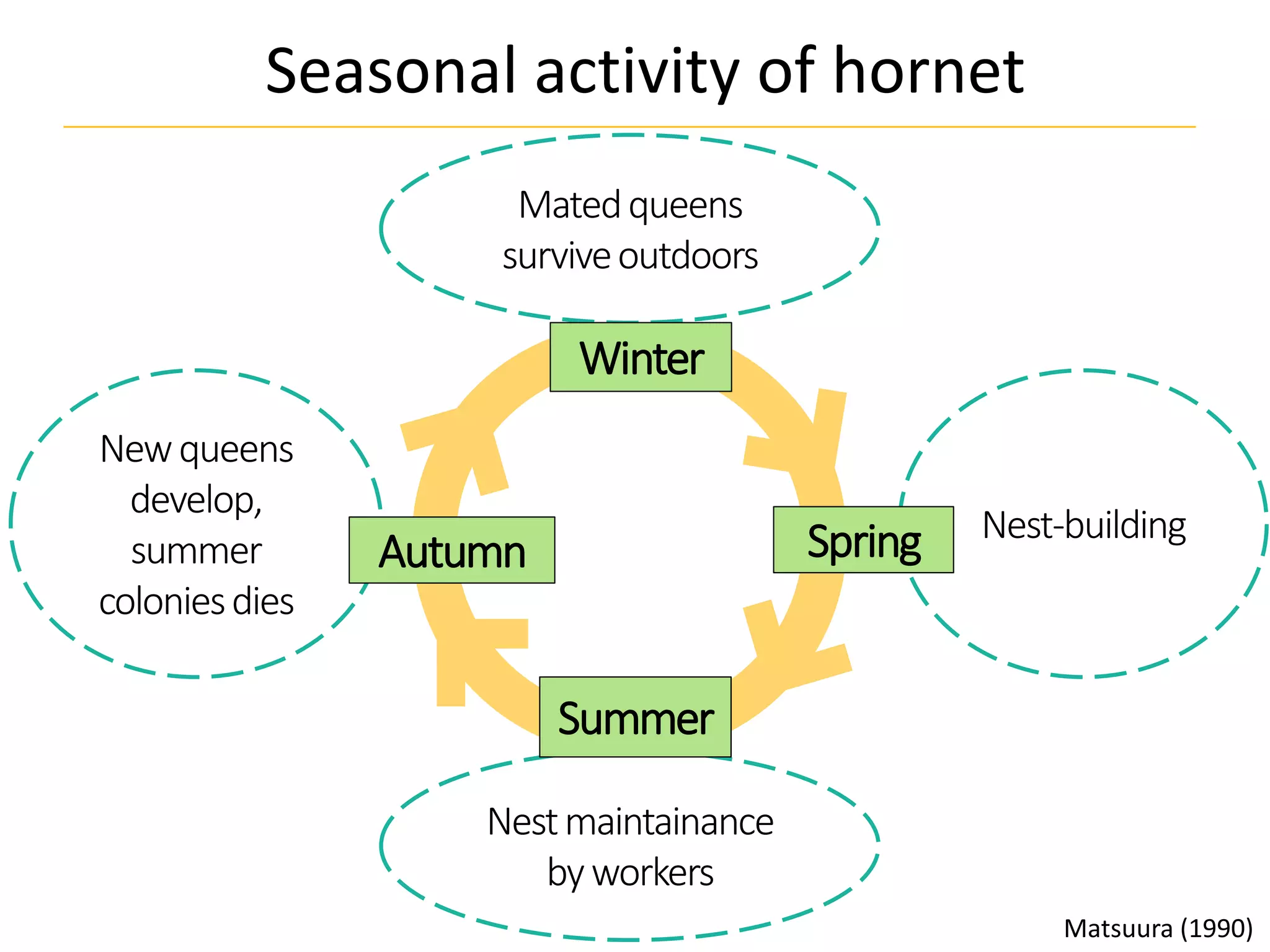 Mechanism of human-hornet conflicts in an urban ecosystem | PPTX ...