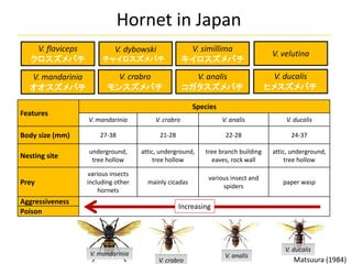 Mechanism of human-hornet conflicts in an urban ecosystem | PPTX