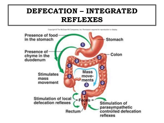 Defecation reflex