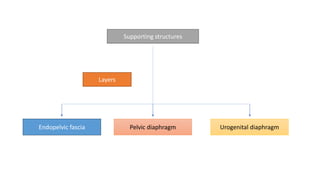 Defecography (1).pptx