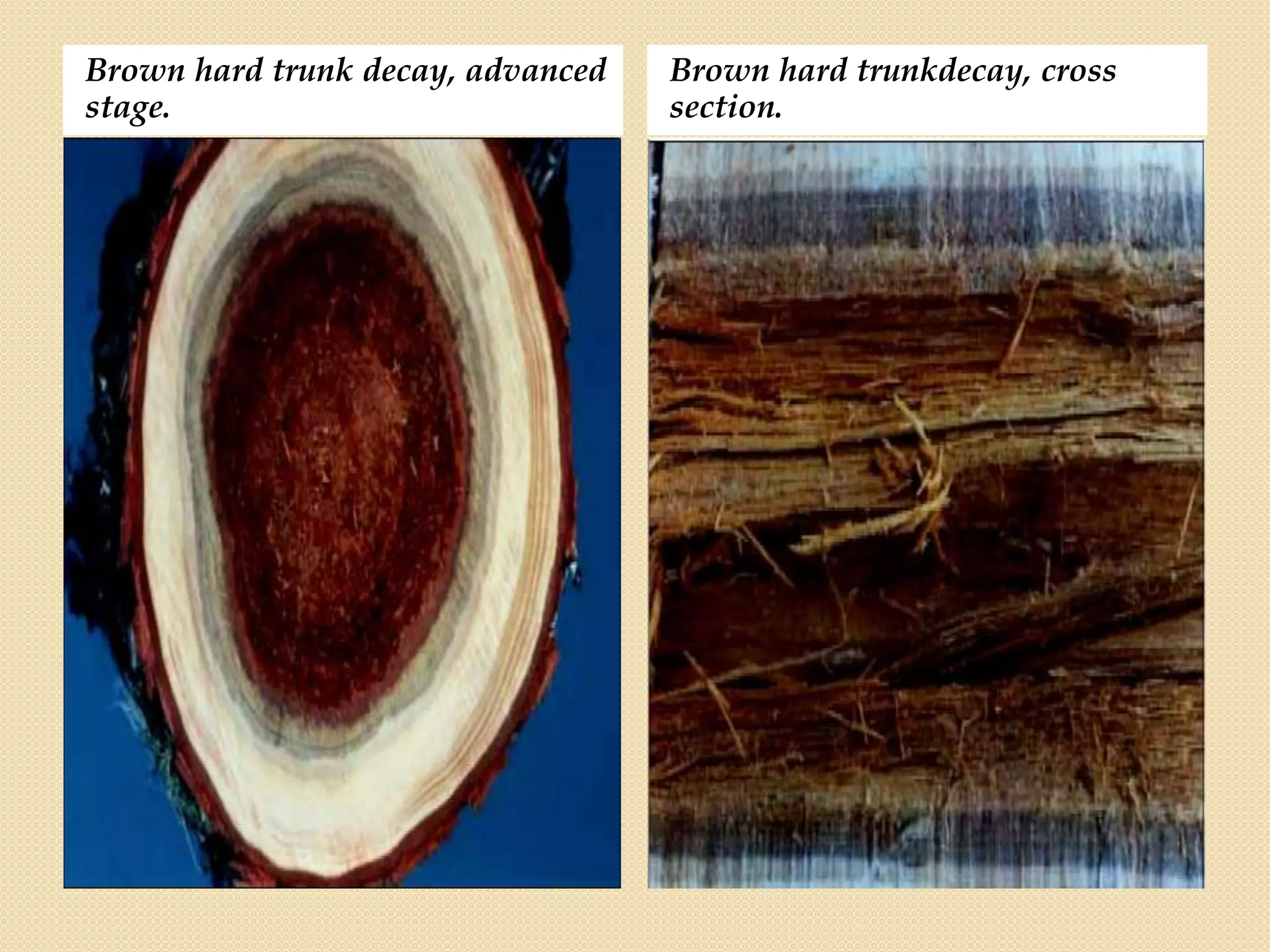 Defect and decay in woods | PPT