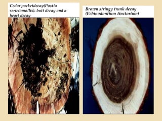 Defect and decay in woods | PPT