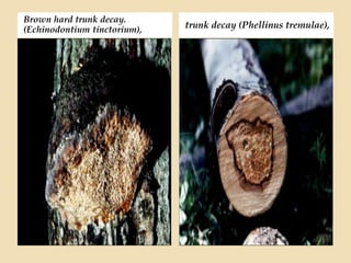 Defect and decay in woods | PPT