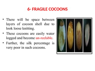 DEFECTIVE COCOON PPT.pptx sericulture core paper | PPTX | Needlework ...