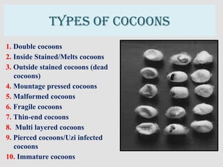 DEFECTIVE COCOON PPT.pptx sericulture core paper | PPTX | Needlework ...