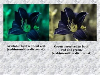 Defective Colour Vision 1 | PPT