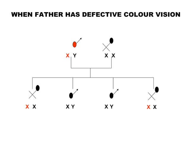 Defective Colour Vision 1 | PPT