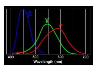 Defective Colour Vision 1 | PPT