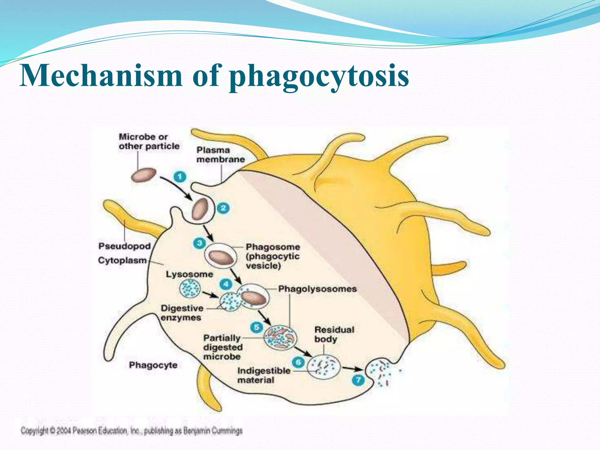 Defective phagocytosis in airways disease | PPT