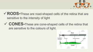 Defect of vision | PPTX