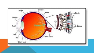 Defect of vision | PPTX