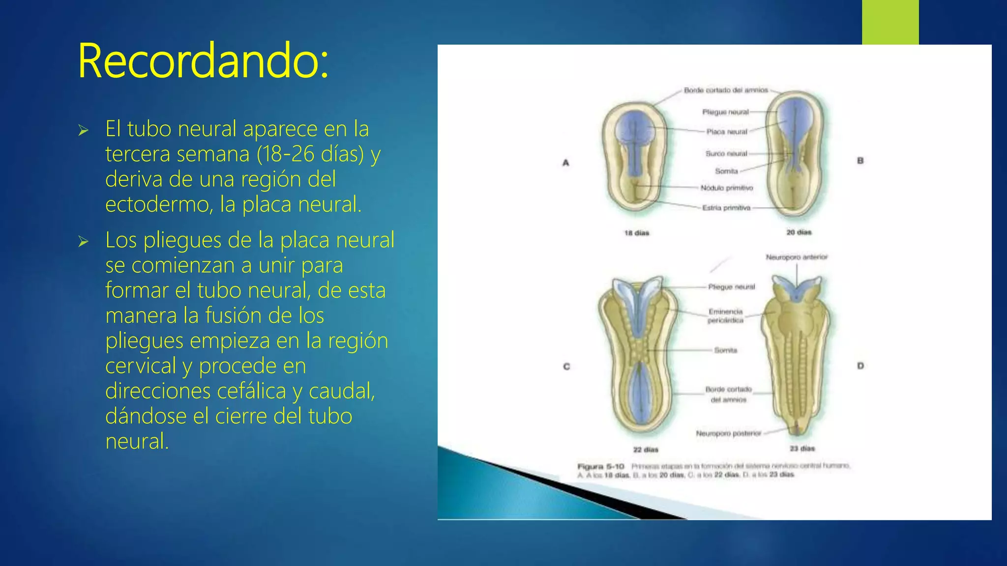 Defectos del-tubo-neural | PPTX