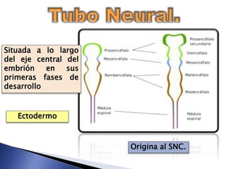 Defectos del tubo neural | PPTX
