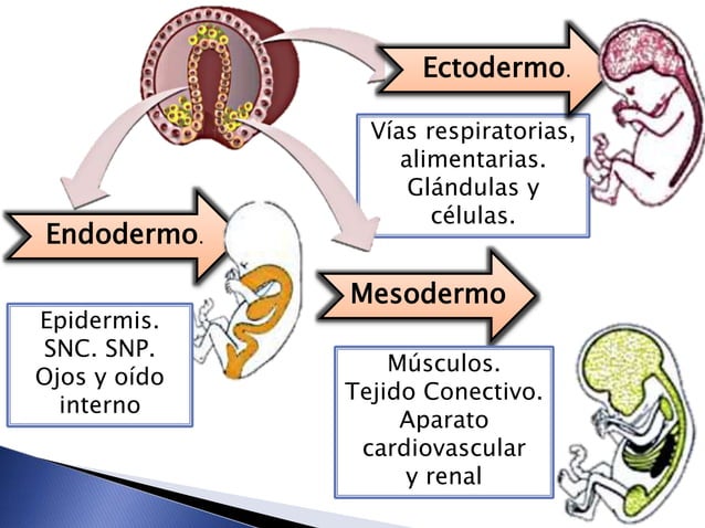 Defectos del tubo neural