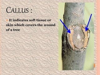 Defects in timber -- natural force | PPTX