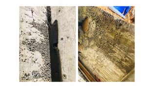 Defects in Concrete.pptx | Civil Engineering Industry | Industries