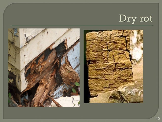 Defects in timber | PPT