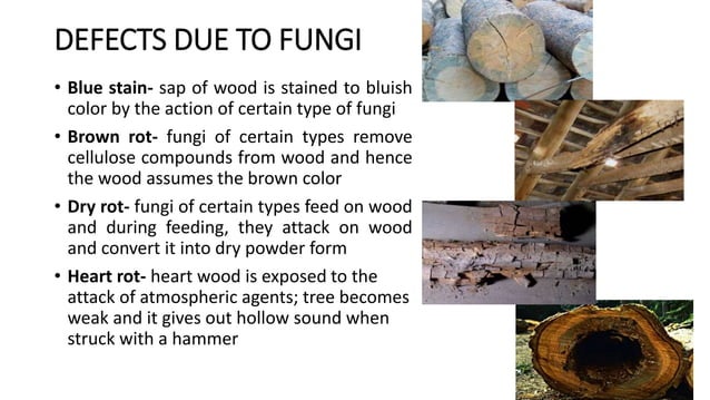 Defects in timber | PPTX