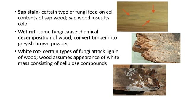 Defects in timber | PPTX
