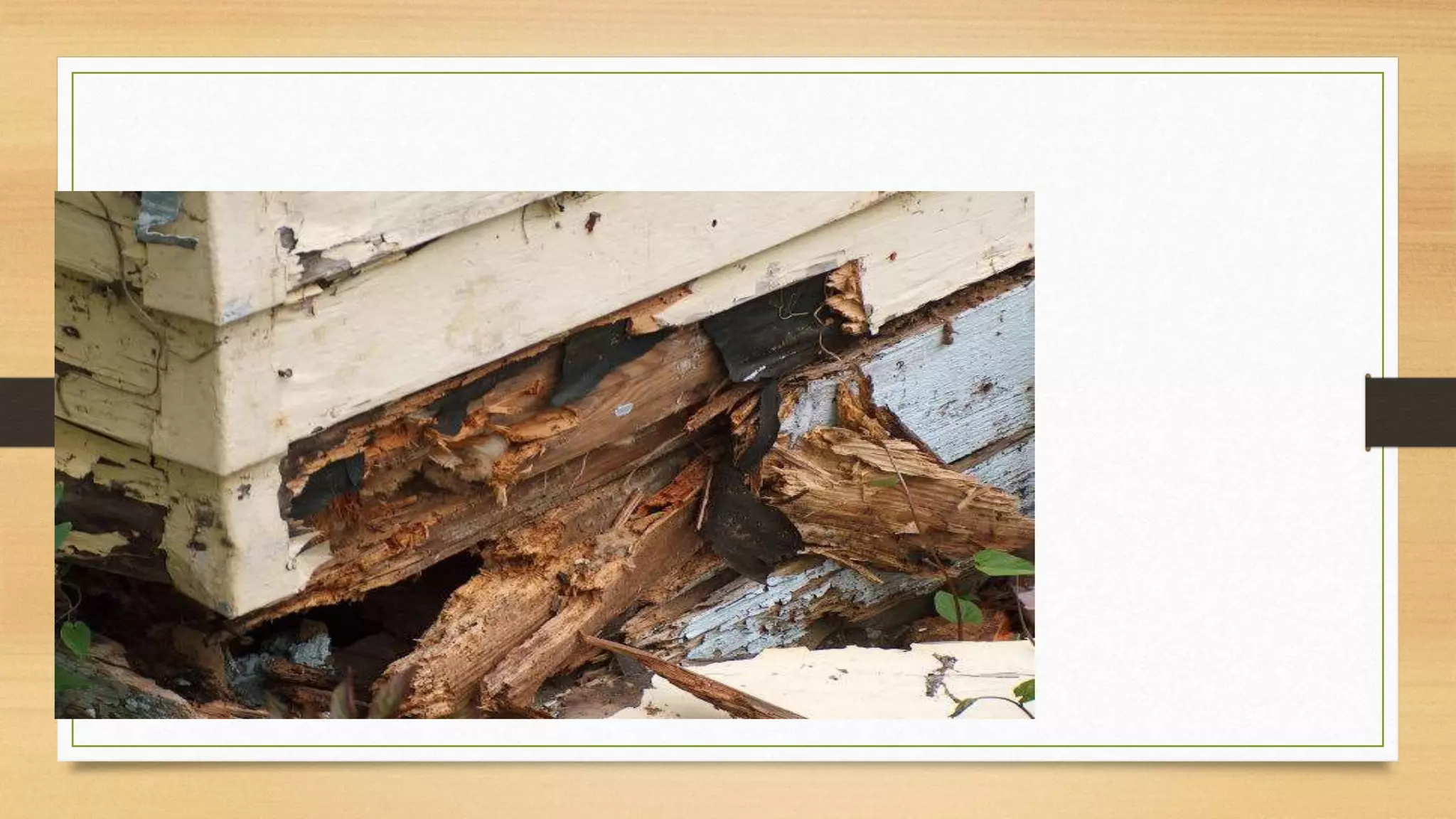 Defects in timber | PPTX