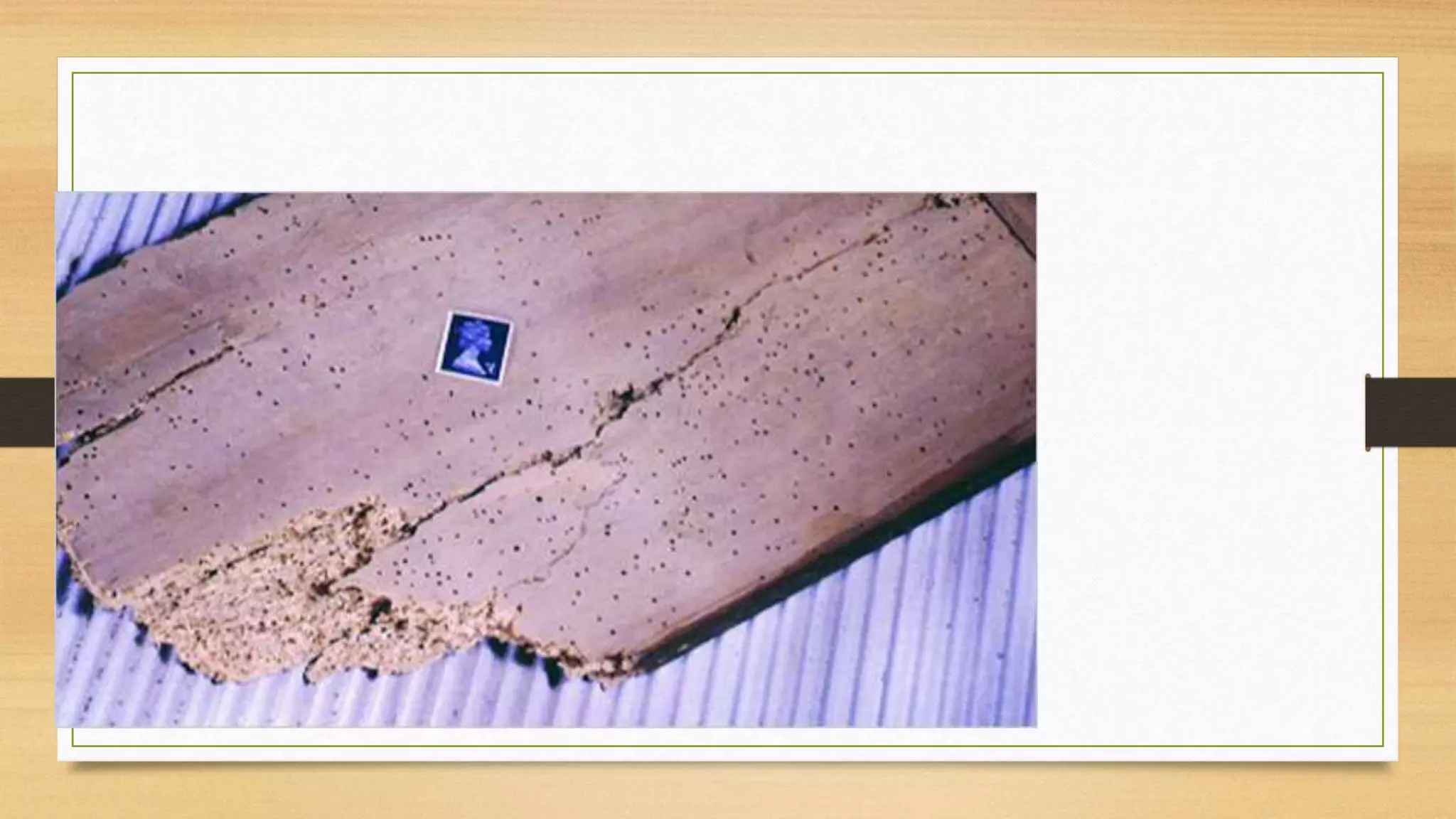 Defects in timber | PPTX