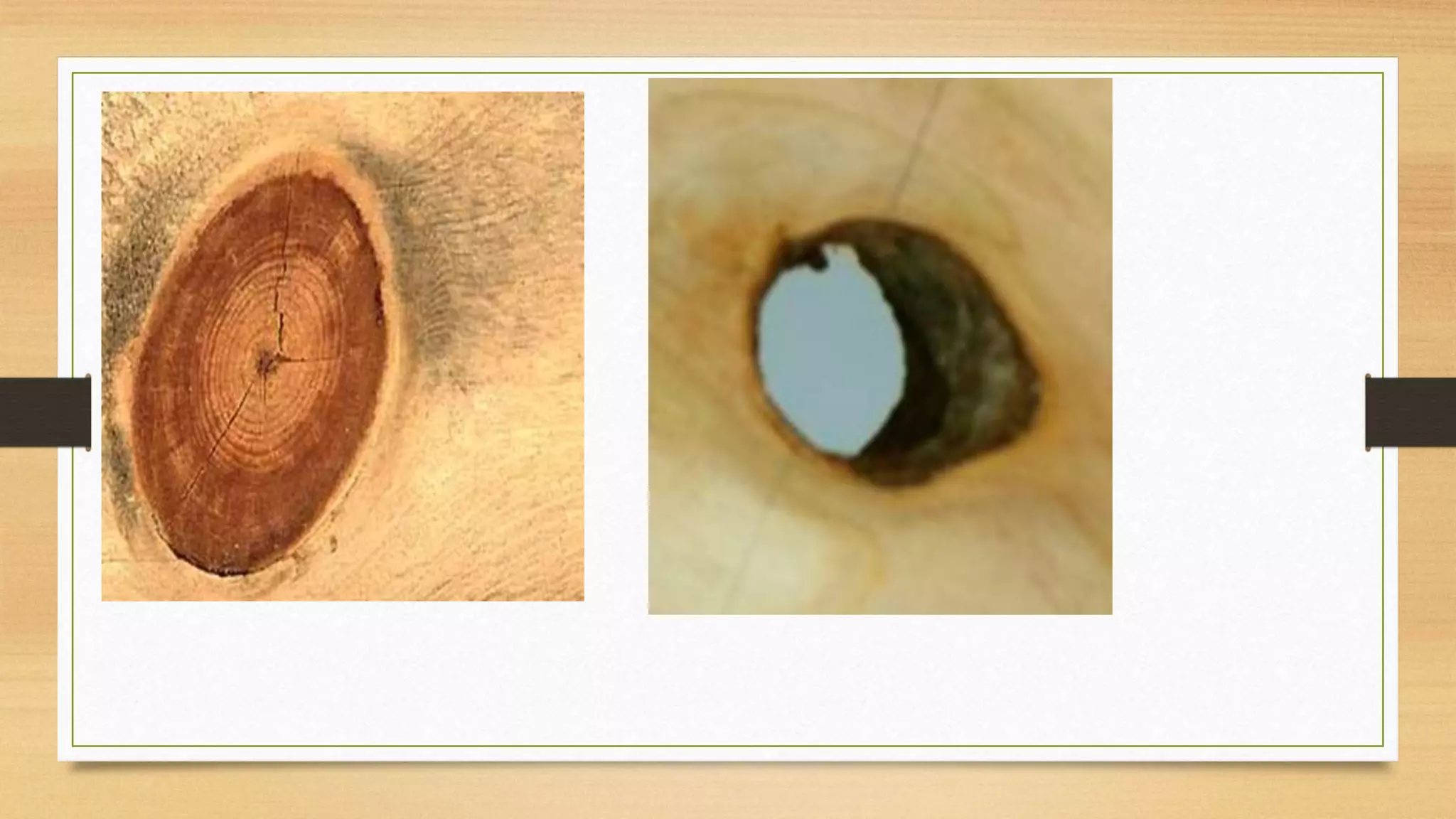 Defects in timber | PPTX