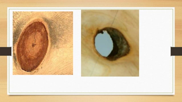 Defects in timber | PPTX | Woodworking | Arts and Crafts