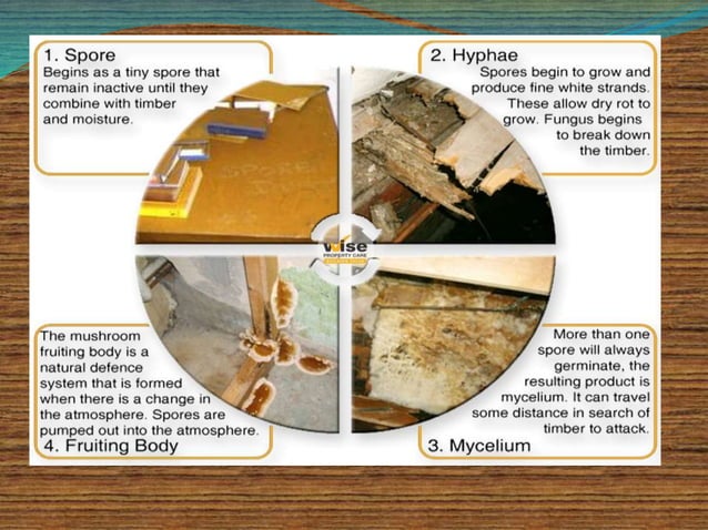 Defects in timber | PPTX