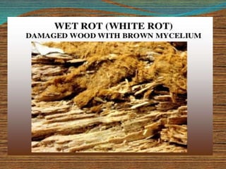 Defects in timber | PPTX
