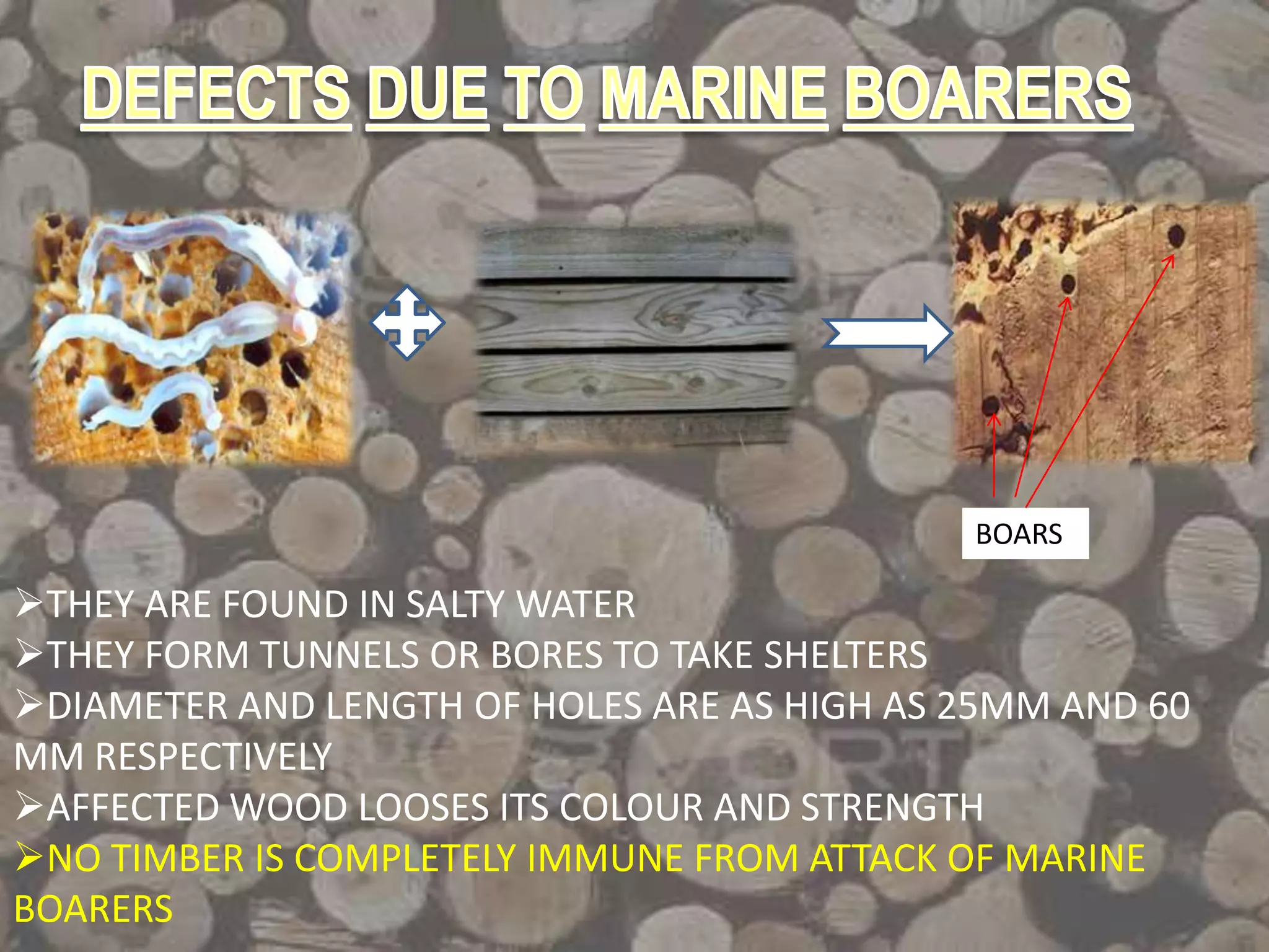 Defects in timber | PPTX