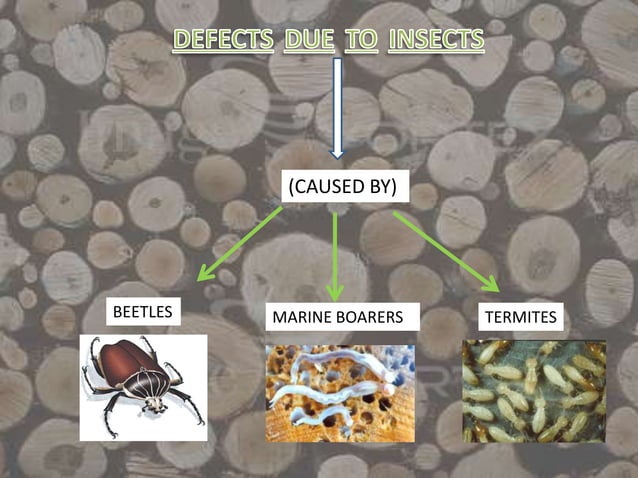 Defects in timber | PPTX