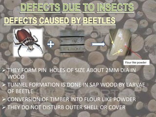 Defects in timber | PPTX