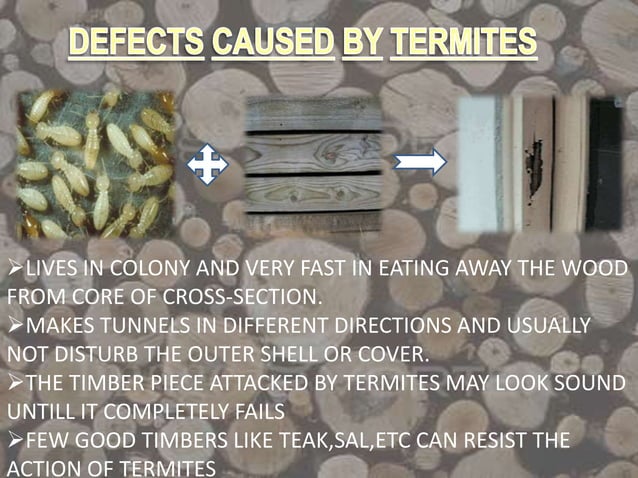 Defects in timber | PPTX