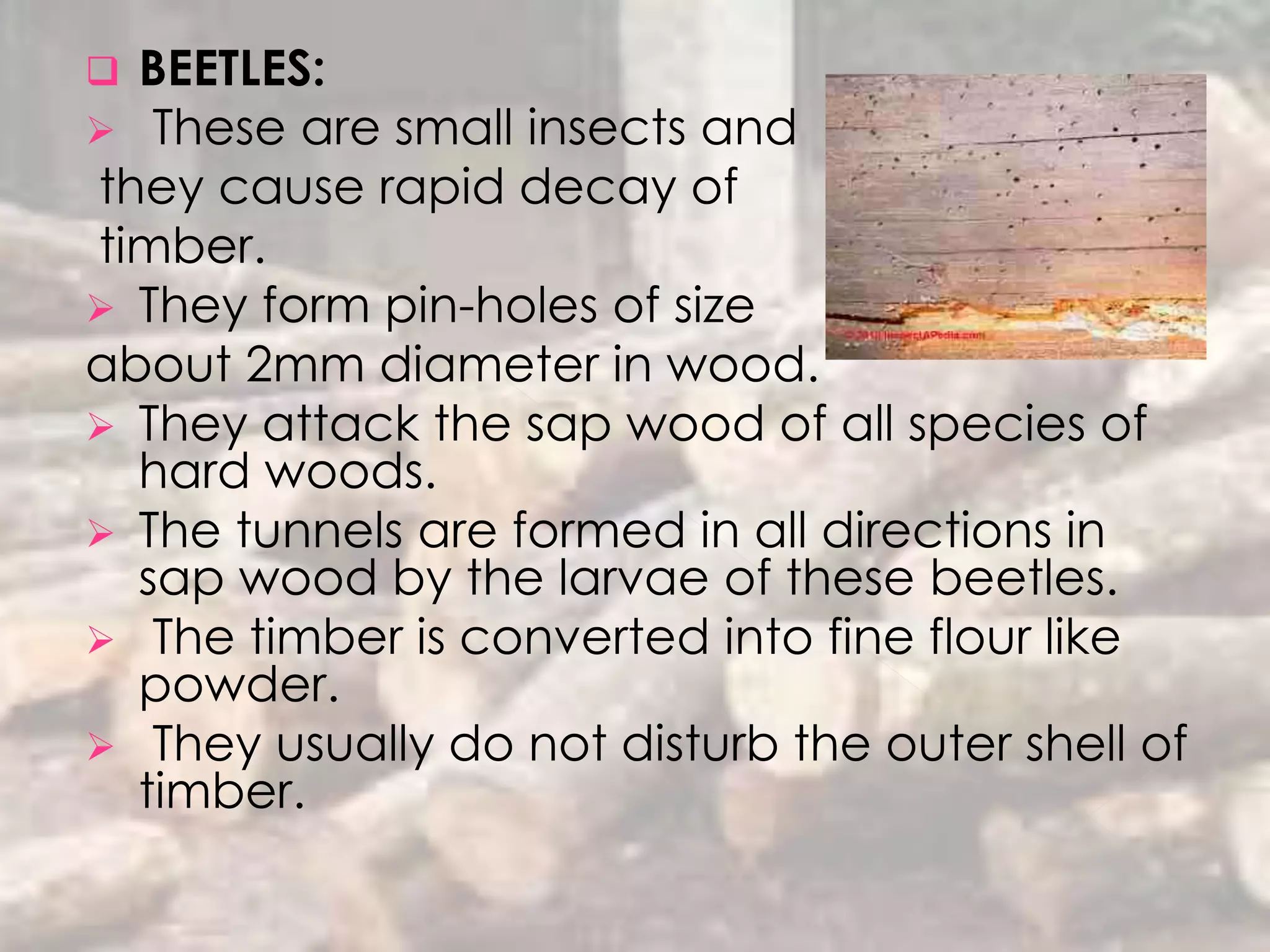 Defects in timber (1) | PPTX