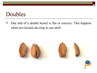 Defects on almonds | PPT